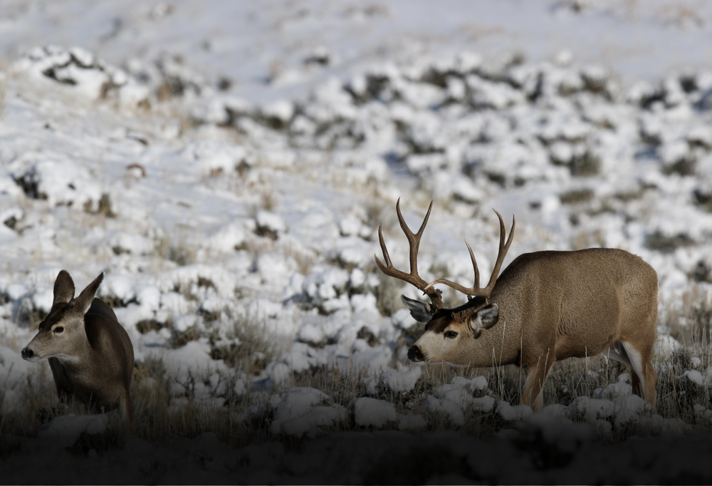 Learn About Our KUIU Hunting Clothes Layering Systems | KUIU